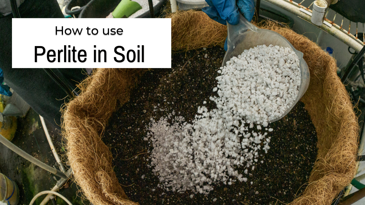 PERLITE – Garden Up