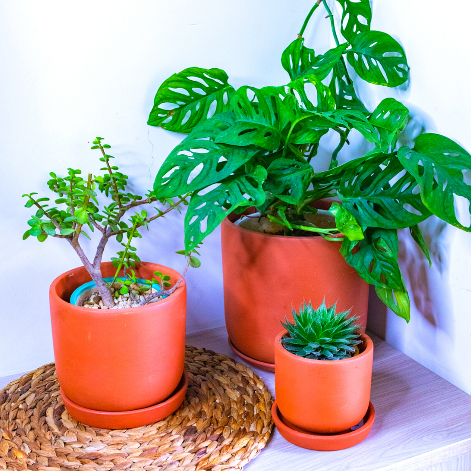 Pots and Planters – Garden Up